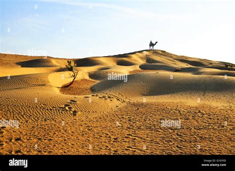 Nomads On Camels Over Sand Dunes Thar Desert Rajasthan India Stock