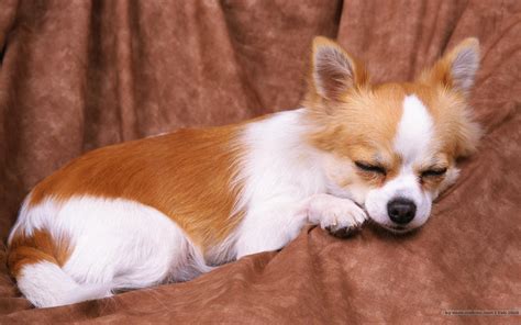 61 عدد تصویر زمینه نژاد سگ چی واوا Chihuahua