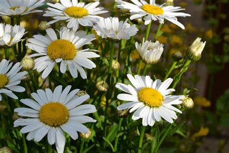 Bush Of White And Yellow Daisy Flowers Free Image Download