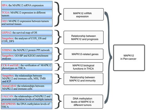 Flow Chart Of The Bioinformatics Analyses Download Scientific Diagram