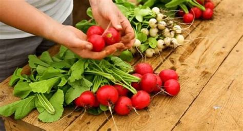 Як правильно посадити і виростити редис щоб отримати максимальний урожай Читайте на Ukr Net