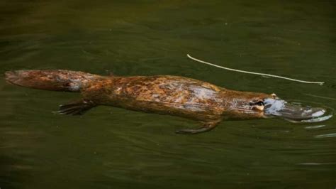 Do Beluga Whales Use Echolocation Discover The Intriguing World Of Sea