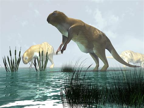 Phoberomys Pattersoni Alchetron The Free Social Encyclopedia