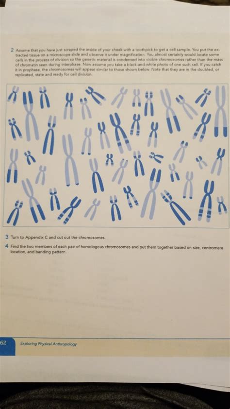 Solved Lab Exercise 32 Continued Name 5 Use The Karyotype