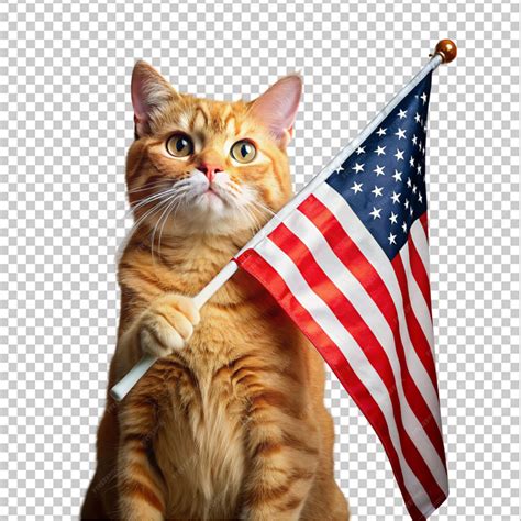 Premium Psd Cat Holding Usa Flag