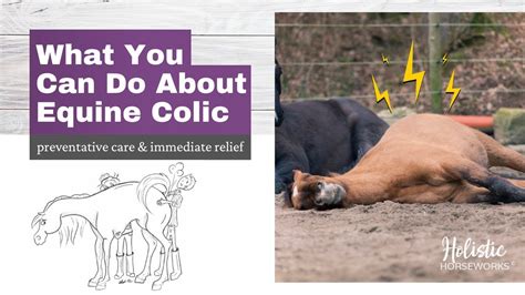 What Can Colic Do To A Horse At Jasmine Disher Blog