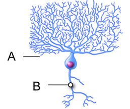 WGU C107 Module 16 Cells Of The Nervous System Diagram Quizlet