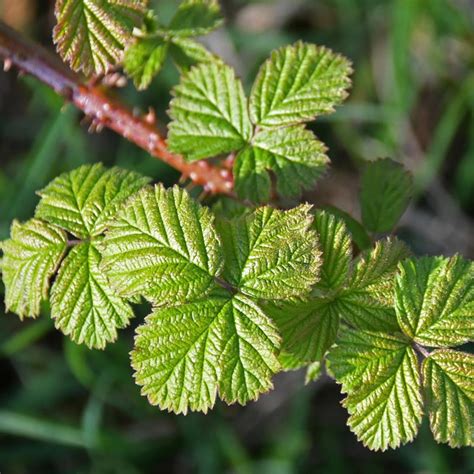 Blackberry Plant Leaves