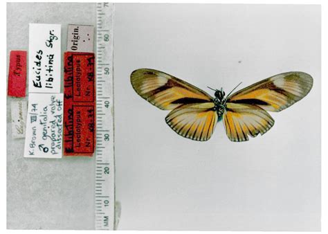 Eueides L Libitina Type Specimens