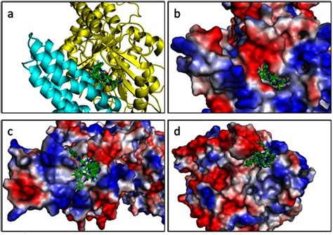 A Cartoon Representation Of The Binding Site B Electrostatic Surface