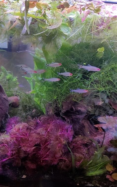 Purple Cabomba Raquariums