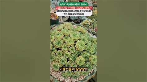 실방예고 822목오후1시부터노아다육 라이브합니다많이놀러오세요 다육스토리 박지현 Youtube