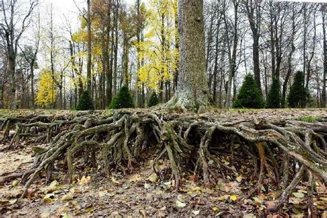 Sycamore Tree Root System
