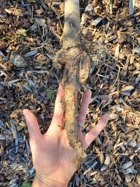 50 Great Gopher Resistant Plants For California And Beyond ~ Homestead And Chill