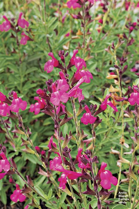 Terrific Tender Salvias Fine Gardening