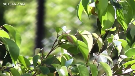 Japanese Lesbian Long Tongue Fetish Japanese Lesbian Long Tongue Fetish