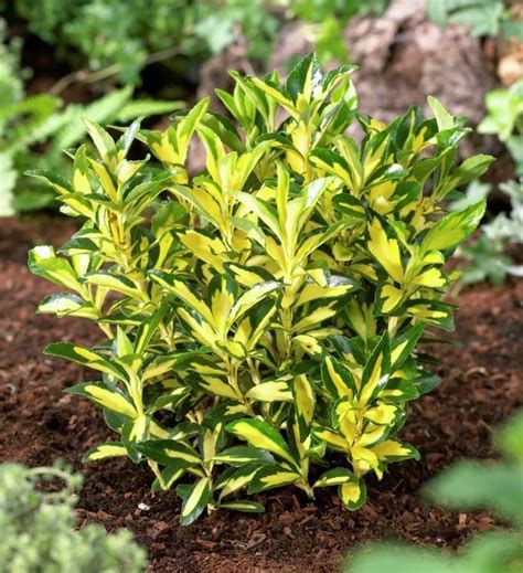 Бересклет уход в домашних условиях Выращивание бересклета пересадка и размножение Фото