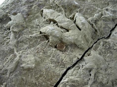 Updating The Scottish Fossil Code Edinburgh Geological Society