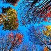 The Autumn Leaves At Potato Creek Photograph By Tina M Wenger Fine