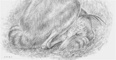 Algunos Dinosaurios Dormían En La Misma Postura Que Los Pájaros Infobae