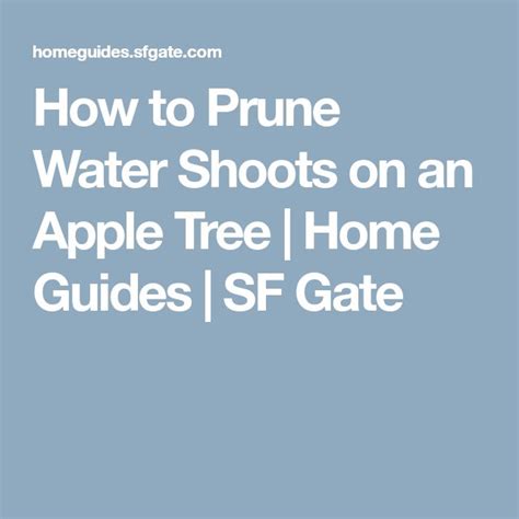 How To Prune Water Shoots On An Apple Tree Apple Tree Water Shoot Prune