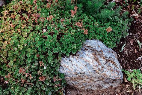 14 Best Low Maintenance Ground Covers