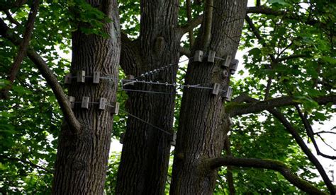Tree Cabling And Bracing Strengthening Natures Giants