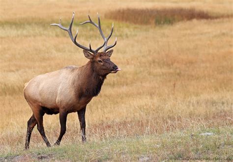 Wapiti Forum Für Naturfotografen