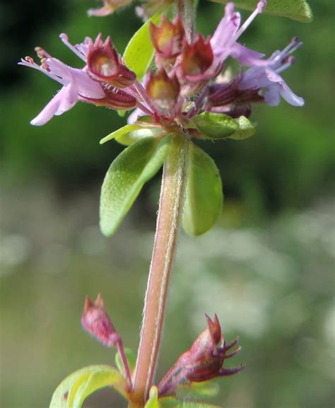 Broad Leaved Thyme Thymus Pulegioides Care Guide