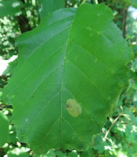 Fenusa Fenusa Dohrnii