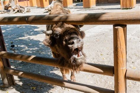 Premium Photo Buffalo Head Closeup
