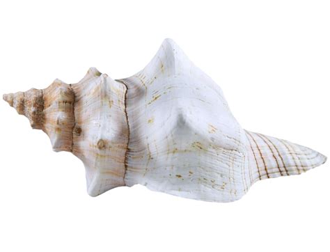 Sea Conch Shell Png Image Background