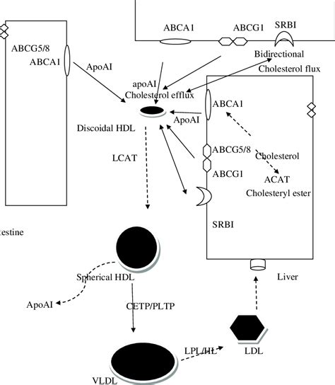 biosynthesis of hdl biosynthesis of hdl begins with the interaction of