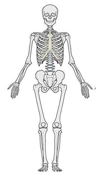 Bones Diagram Diagram Quizlet