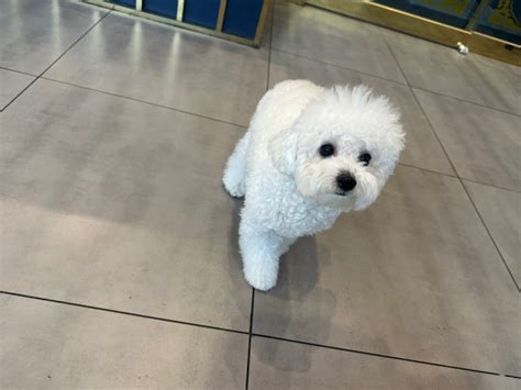 비셩프리제 또또 엑조틱크기 터키시앙고라크기 페르시안크기 하이랜드폴드크기 애완견크기 반려견크기 소형견무료입양사이트 중형견무료입양사이트 대형견무료입양사이트 미니비숑프리제무료입양