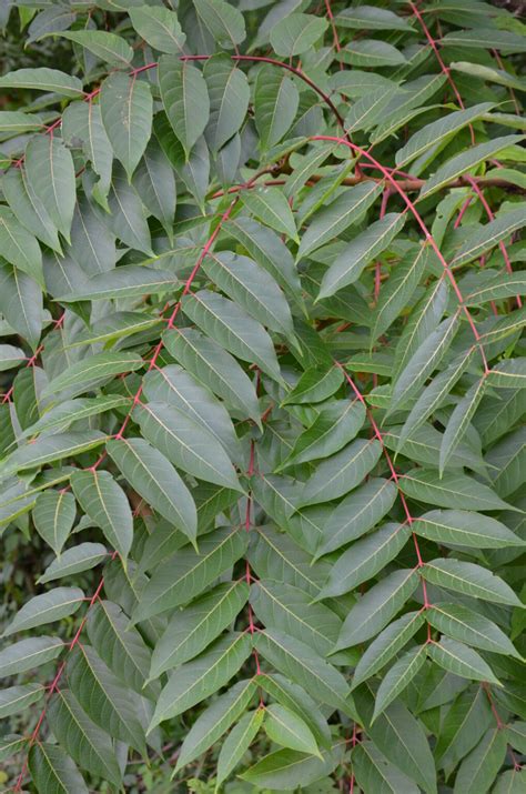 Tree Of Heaven Is Not So Heavenly