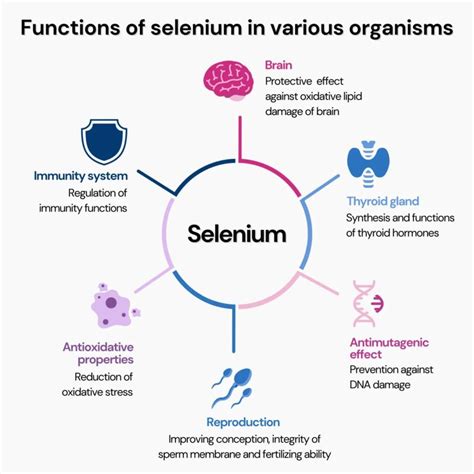 Abdullah Hassan On Linkedin Rxhssn Selenium Immune Thyroid Antioxidant Longevity…
