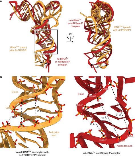 The Pre Trna Adopts A Distorted Structure A Comparison Of Trna