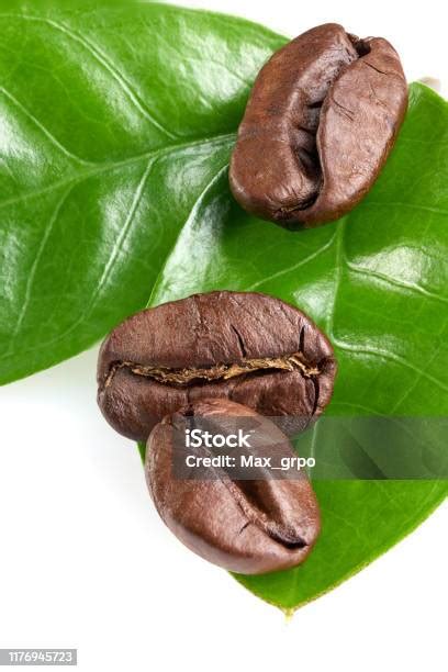 흰색 배경에 녹색 잎이있는 세 개의 커피 콩을 분리합니다 개념 커피 콩의 신선도 세로 보기 Robusta Coffee Crop에 대한 스톡 사진 및 기타 이미지 Istock