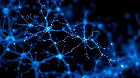 How Does Memory Work In The Human Brain