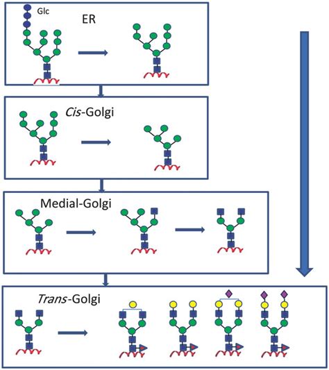 Antibody N Linked Glycan Biosynthesis Pathways Schematic Presentation Download Scientific