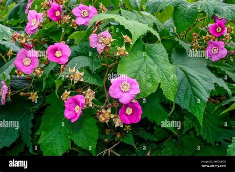 Blossoming Rubus Odoratus Plant Purple Flowered Raspberry Or Virginia Raspberry With Pink