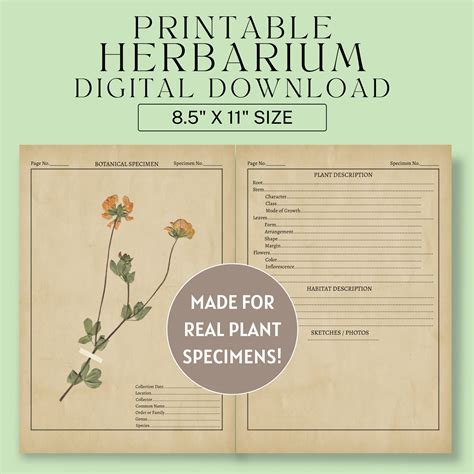 Qld Herbarium Specimen Sheet At Tristan Wilkin Blog