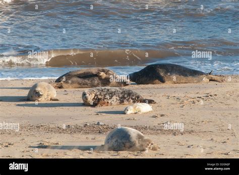 Grey Seal Halichoerus Grypus Breeding Colony Male Females And Pup