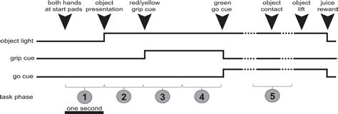 Linking Objects To Actions Encoding Of Target Object And Grasping Strategy In Primate Ventral
