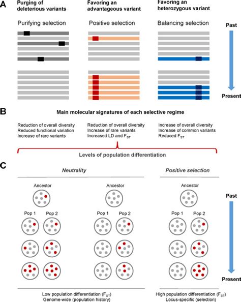 Purifying Selection Example