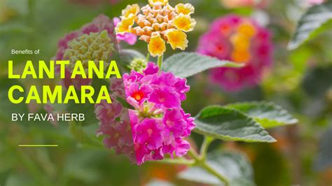 Lantana Camara Traditional Uses Modern Benefits And Cautionary