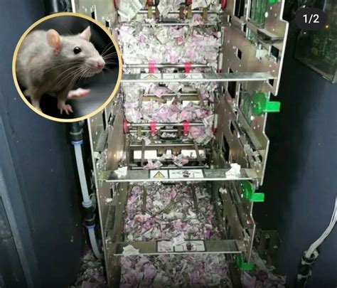 მამულ დედული ვირთხა შეძვრა ბანკომატში შეჭამა 18 000 და მოკვდა