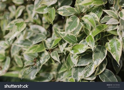 Kinky Leaves Images Stock Photos Vectors Shutterstock