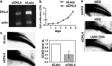 Dna Ligase Iv Dnl4 Is Required For Extrachromosomal Circular Major